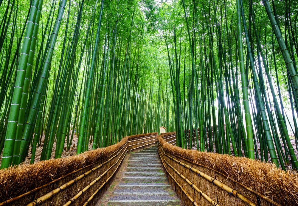 BAMBU CHINÊS: É preciso entender que certas coisas levam tempo! | HELOM ...